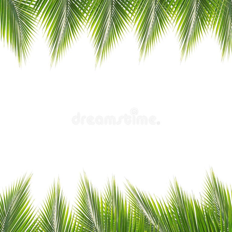 974 Coconut Tree Frame Border Stock Photos - Free & Royalty-Free Stock ...