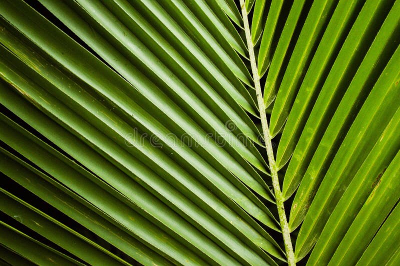Coconut leaves stock photo. Image of backdrop, green - 47685450