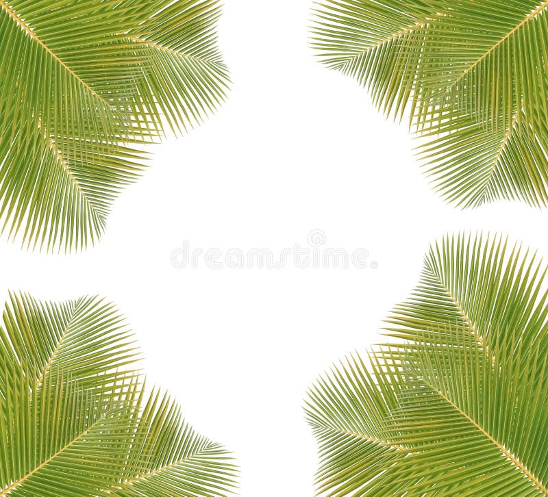 592 Coconut Tree Frame Border Photos - Free & Royalty-Free Stock Photos ...