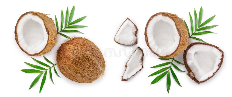 Coconut with Leaves Isolated on White Background. Top View Stock Image ...