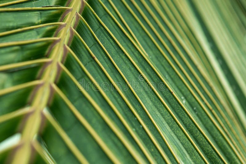 Coconut Leaves Pattern Close Up Stock Photo - Image of closeup ...
