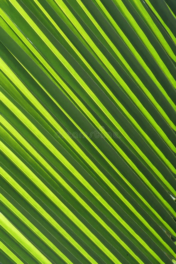 Coconut Leaves Plant Pattern for Nature Background. Stock Photo - Image ...
