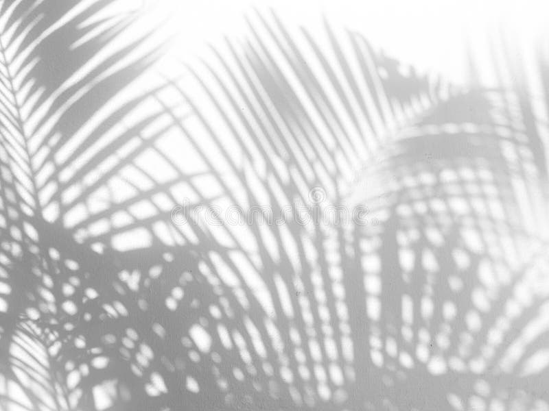 Coconut Leaves Shadow on White Painting on Concrete Wall Background ...