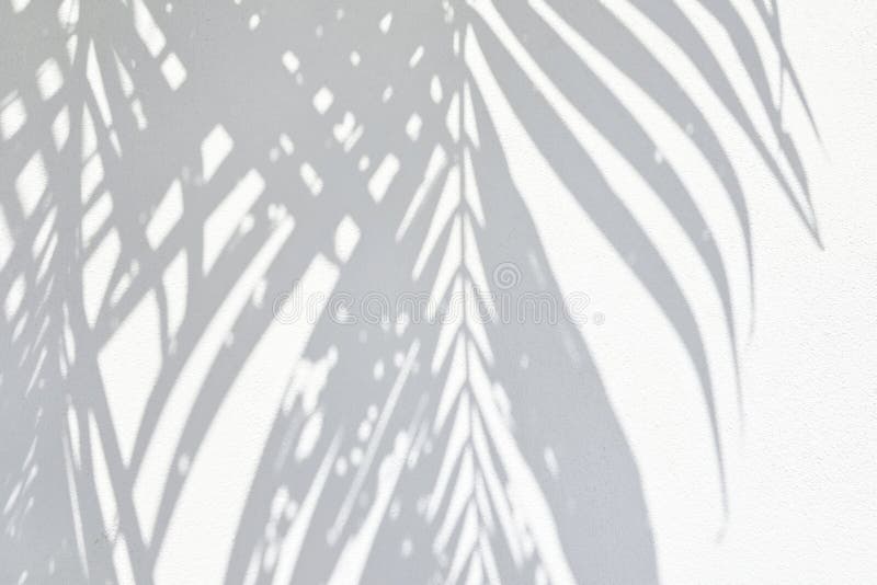 Coconut Leaves Shadow on White Painting on Concrete Wall Background ...