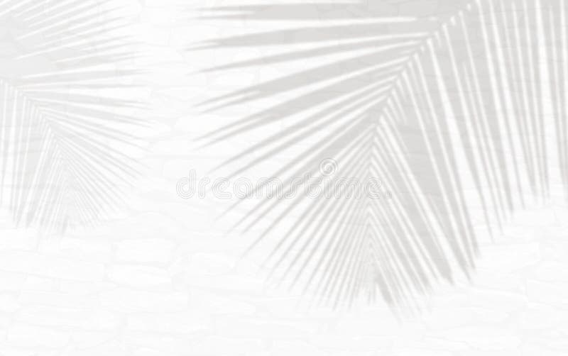 Coconut Leaves Shadow on White Stone Wall Background Stock Image ...
