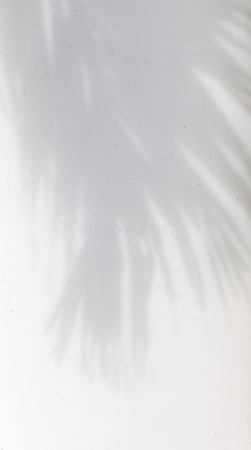 Coconut Leaves Shadow stock photo. Image of outdoor, summer - 79584120