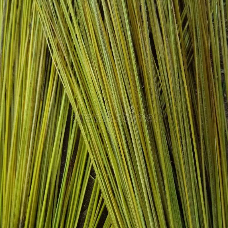 Coconut leaves stick stock image. Image of agriculture - 179536677