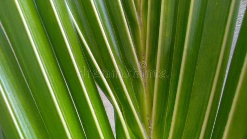 Coconut leaves stock photo. Image of background, brown - 258133022