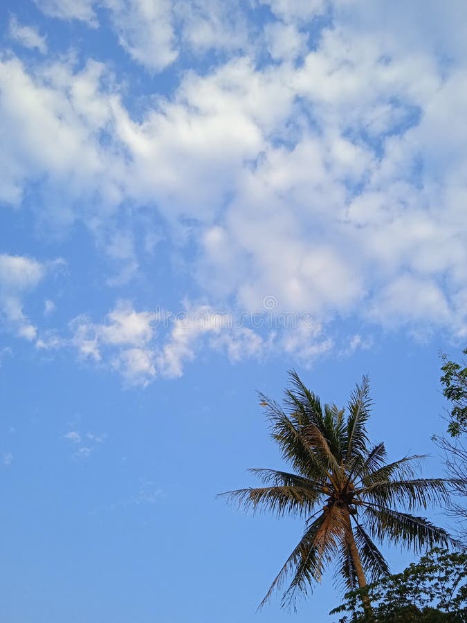 Coconut Leaves Waving in the Wind Stock Photo - Image of horizon, leaf ...