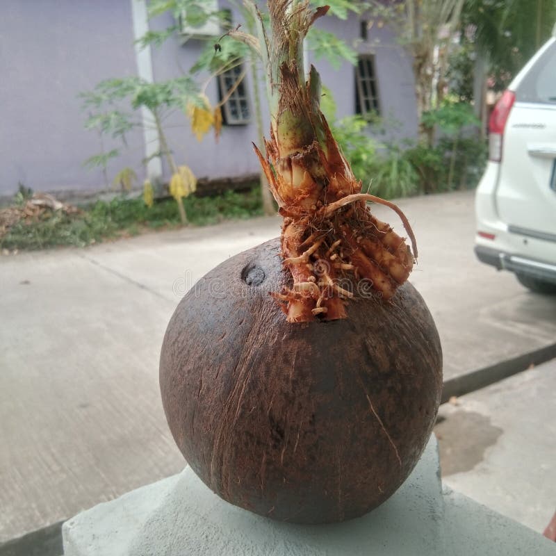Coconut Life of Bonsai stock photo. Image of coconut - 200505278