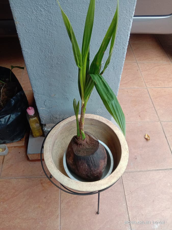 Coconut Life Constraints Stock Photos - Free & Royalty-Free Stock ...