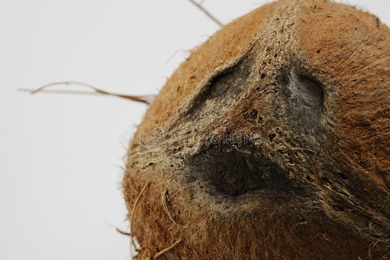 Coconut Look Like a Human Face Stock Photo - Image of ingredient ...