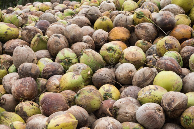 Coconut stock image. Image of nature, nuts, background - 43983525