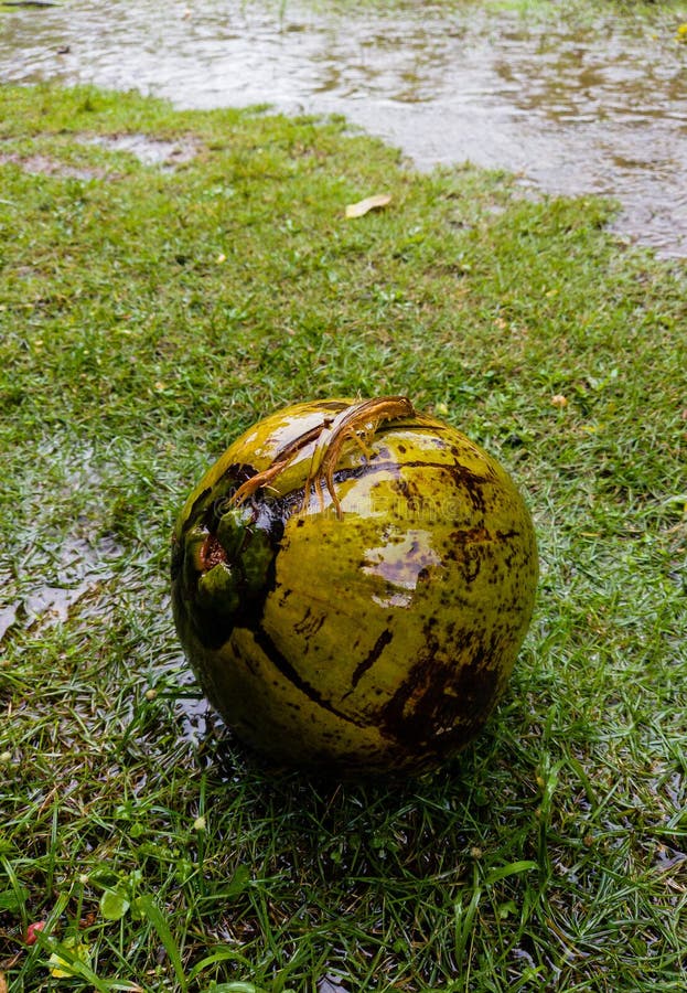 Coconut lying in the rain stock image. Image of grass - 270109473
