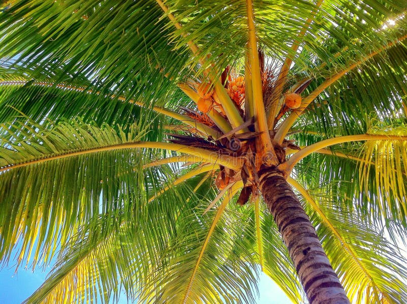 Coconut stock image. Image of summer, macapuno, coconut - 42634975