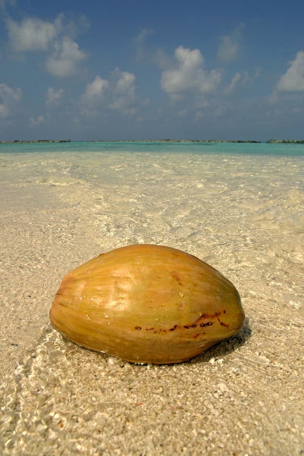 Coconut stock image. Image of coconut, emerald, beach - 48997575