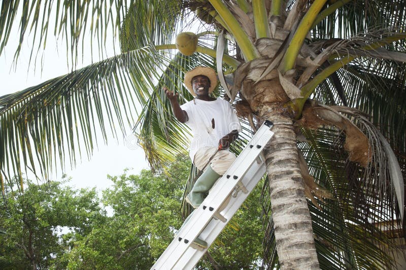 Coconut man stock image. Image of gathering, coconut - 20940403