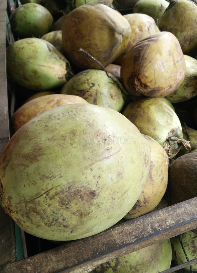 Coconut on market stock photo. Image of natural, organic - 147787666
