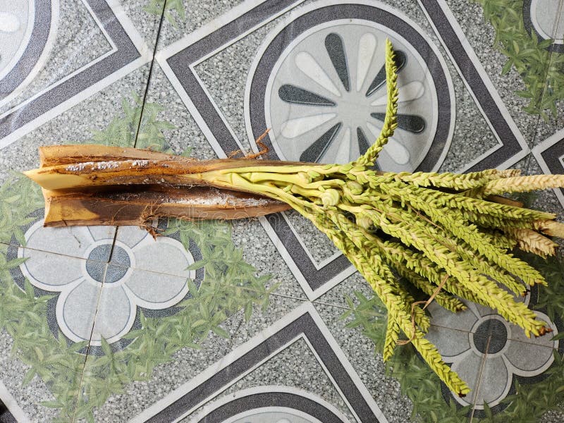 The Coconut Mealybug, Nipaecoccus Nipae (Maskell), is Also Called the ...