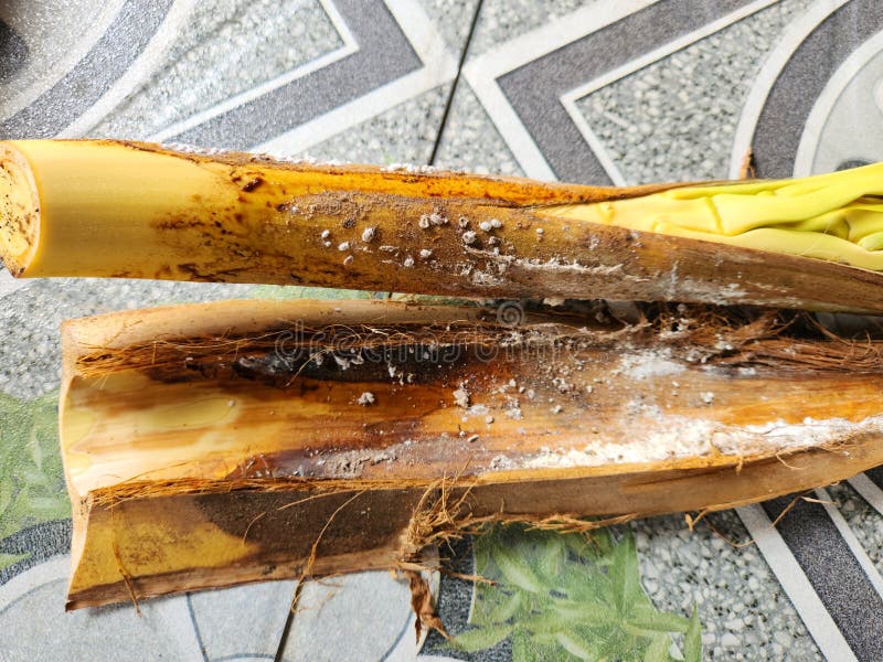 Spiked Mealybug, Nipa Mealybug, Avocado Mealybug, Sugarapple Mealybug ...