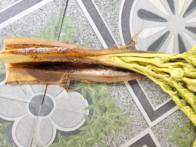 The Coconut Mealybug, Nipaecoccus Nipae (Maskell) Stock Image - Image ...