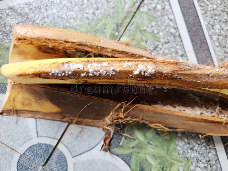 The Coconut Mealybug, Nipaecoccus Nipae (Maskell) Stock Photo - Image ...