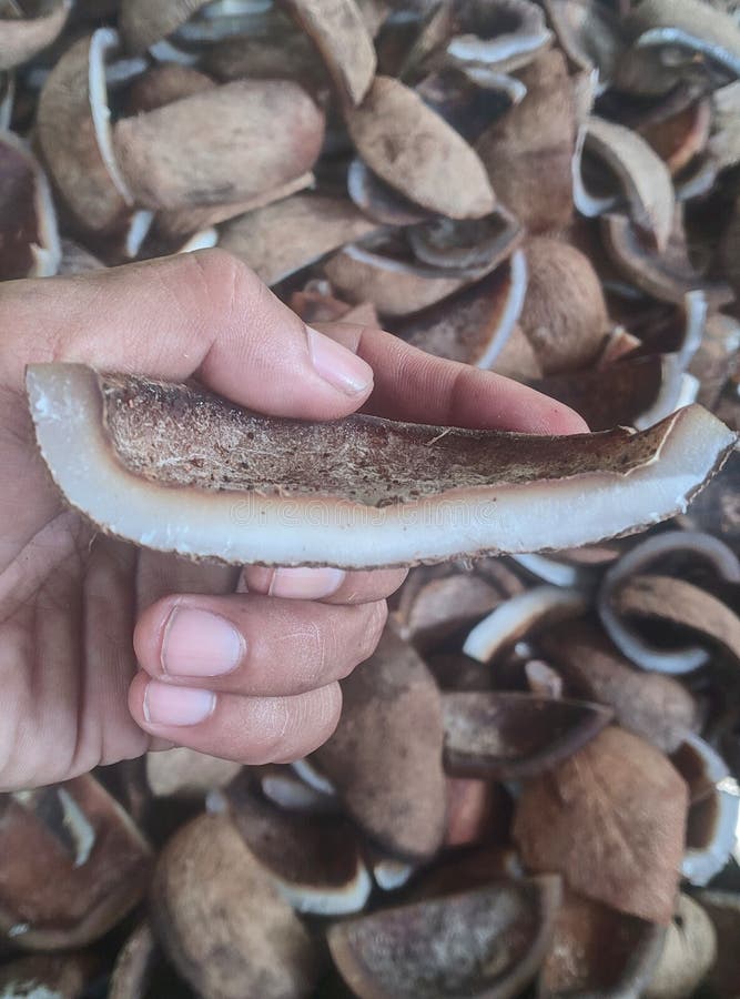 Coconut Meat that Has Been through the Drying Process Stock Photo ...