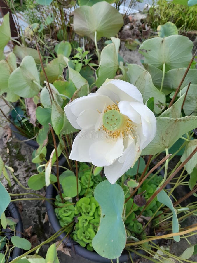 Coconut milk lotus stock photo. Image of wildflower - 329333584