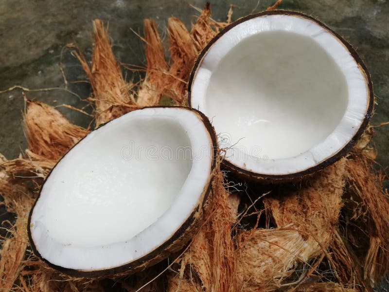 Coconut stock photo. Image of fruit, coconut, food, milk - 122266240
