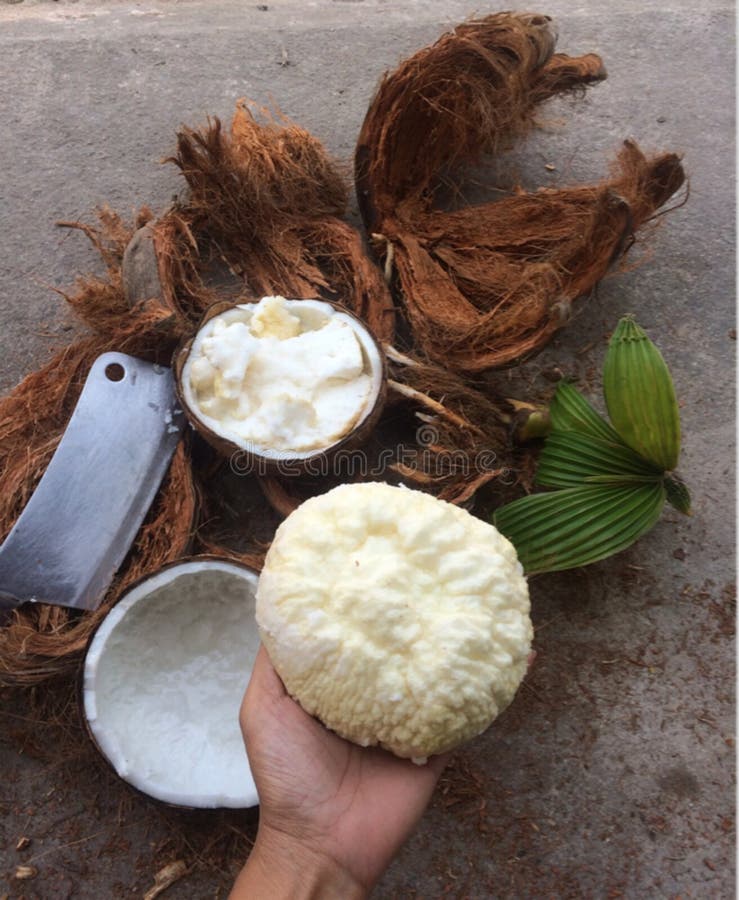 Processing Coconut Sap into Brown Sugar Which is Cooked in a Pan Over a ...