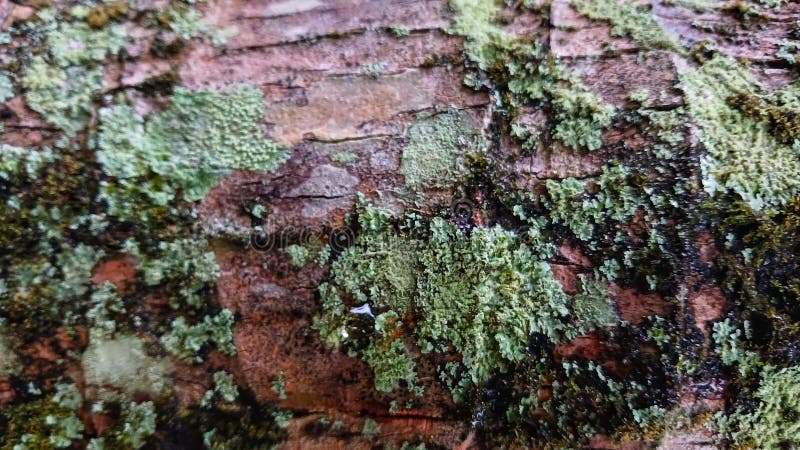 The Coconut Mossy Texture of Old Tree Bark. Tree Bark Texture Stock ...