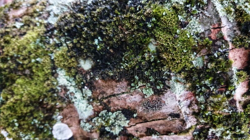 The Coconut Mossy Texture of Old Tree Bark. Tree Bark Texture Stock ...