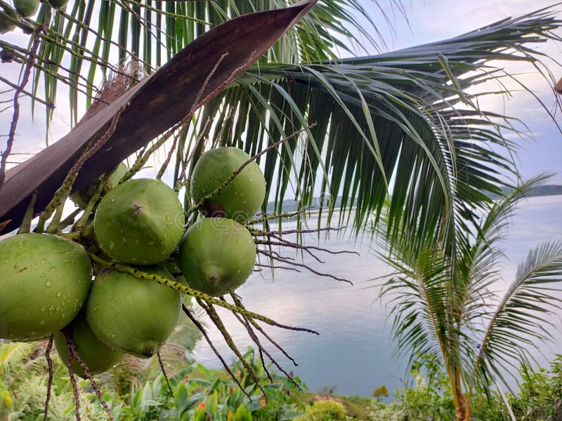 Coconut in the Nature Grenn Stock Photo - Image of produce, garden ...