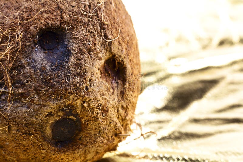 Coconut stock image. Image of tropical, healthy, eating - 44674291