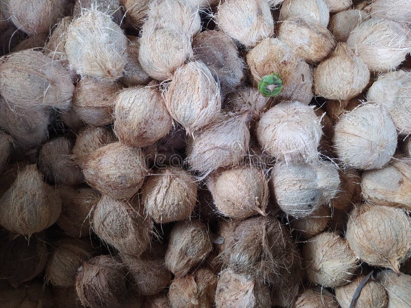 Coconut is Not only Used for Cooking but Also As a Snack Dough Stock ...