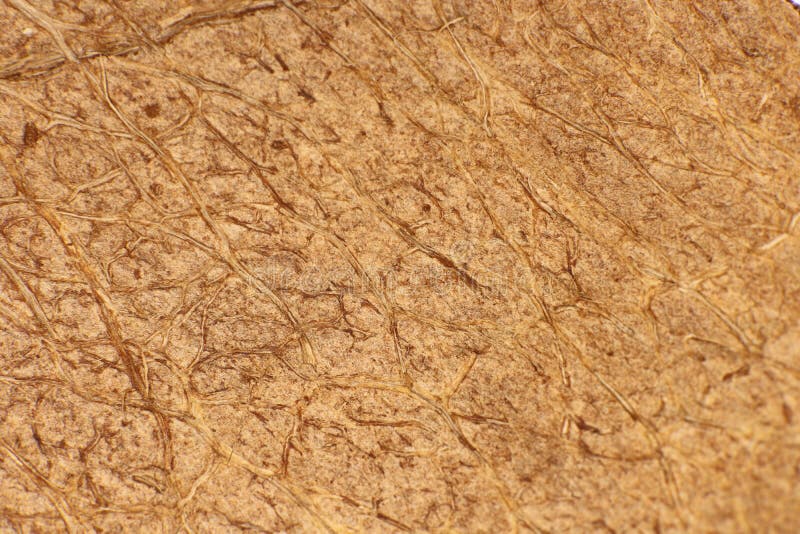 Coconut Nut Texture. stock photo. Image of backdrop - 181315728