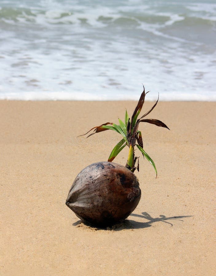 Coconut by the ocean stock image. Image of growing, leaves - 14651527