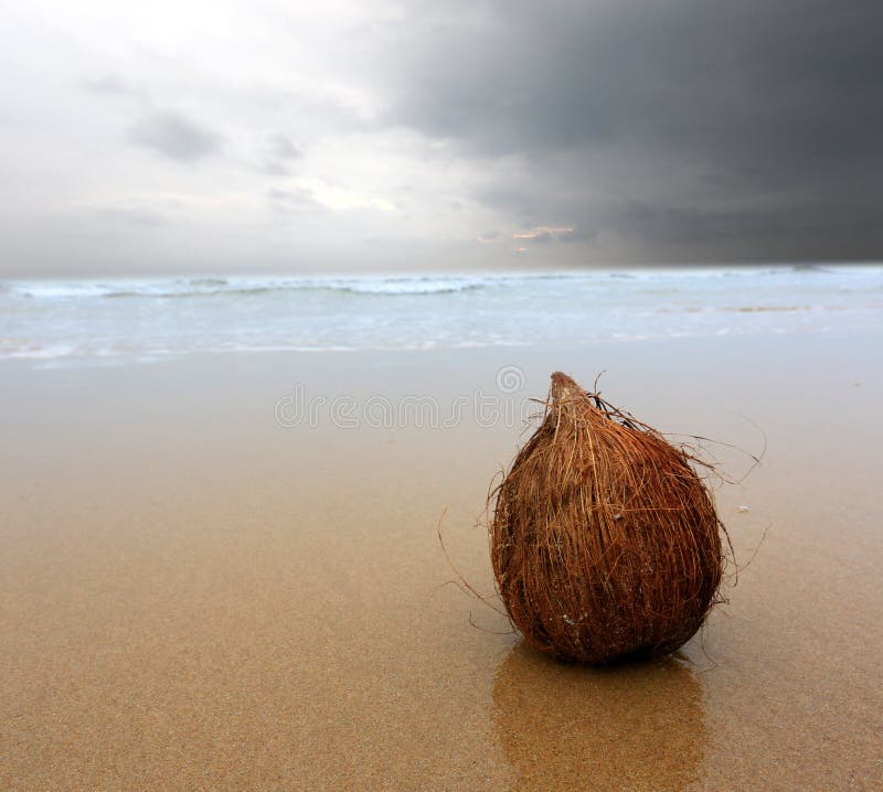 Coconut on beach of ocean stock photo. Image of tourism - 11946046