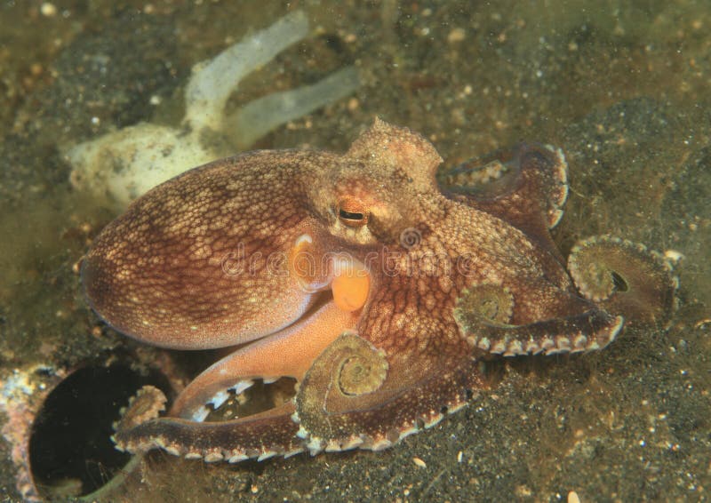 Coconut octopus stock image. Image of ocean, holiday - 34991433