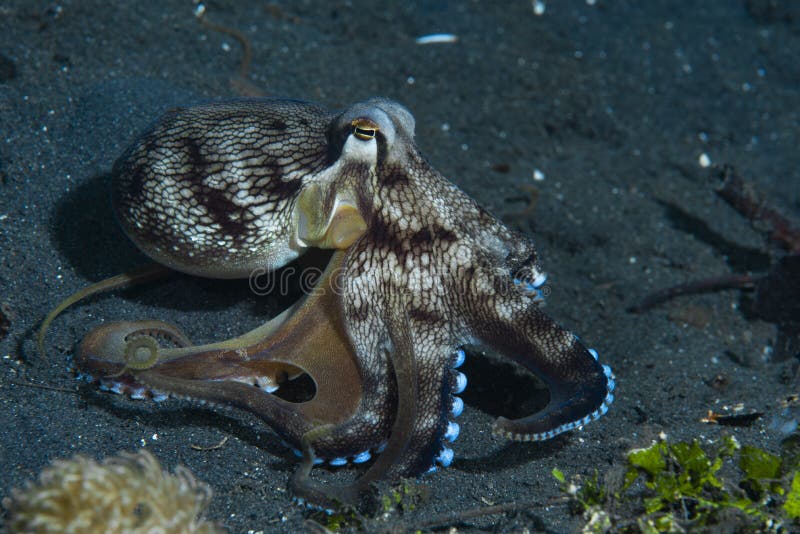 Coconut Octopus Amphioctopus Marginatus Stock Photo - Image of ...