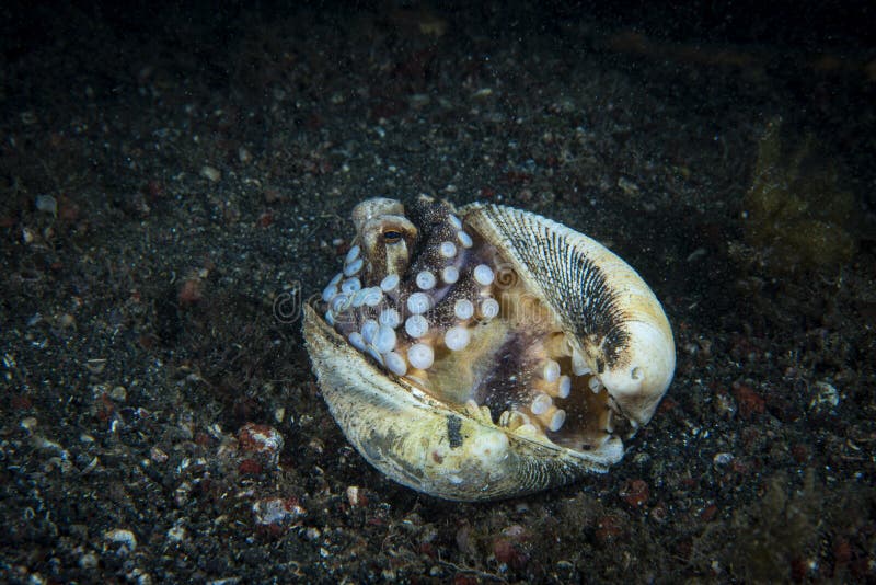 Coconut Octopus Amphioctopus Marginatus Hiding in a Shell Stock Image ...