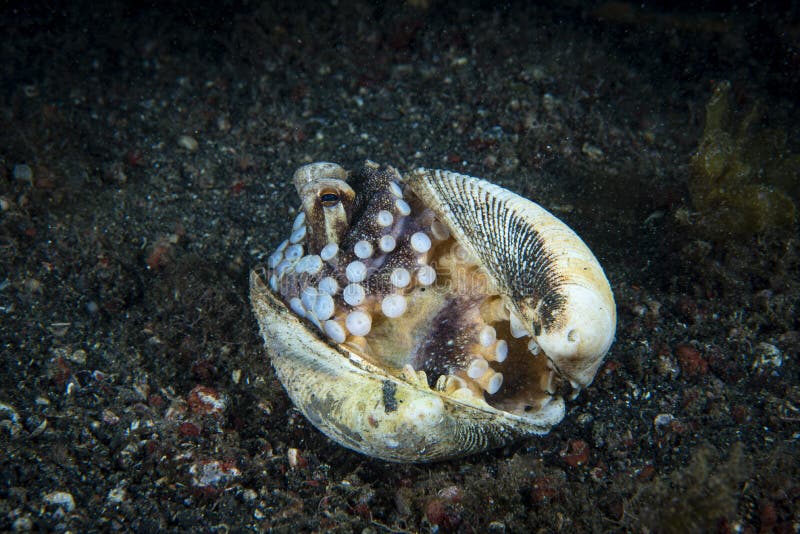 Coconut Octopus Amphioctopus Marginatus Hiding in a Shell Stock Photo ...
