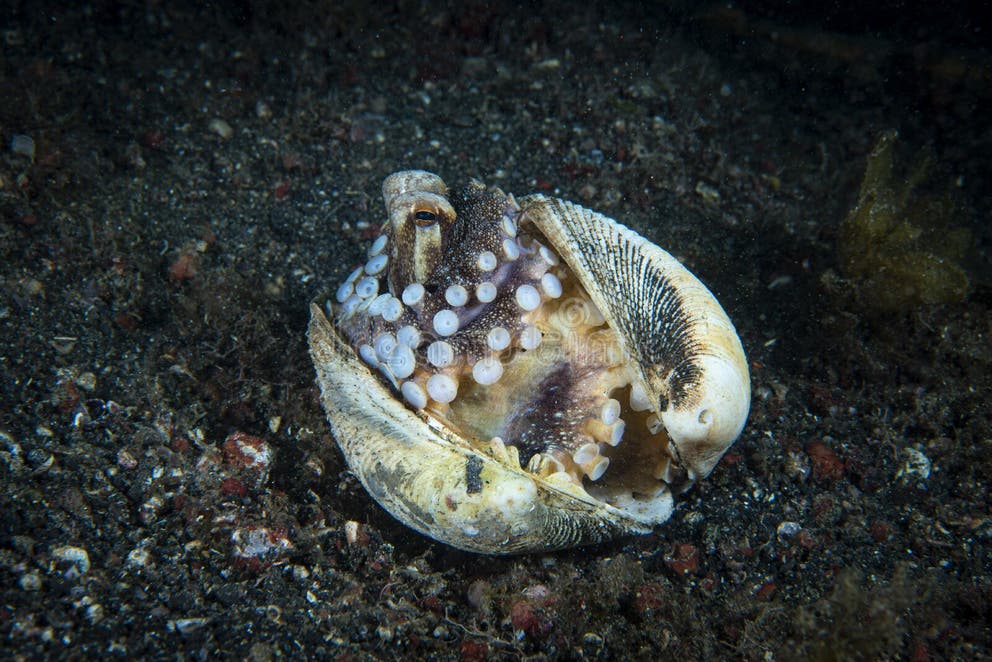 Coconut Octopus Amphioctopus Marginatus Hiding in a Shell Stock Photo ...