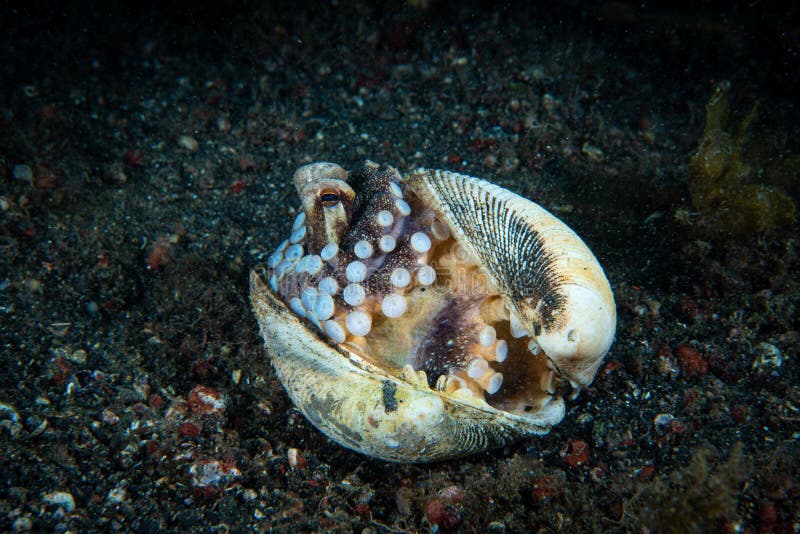 Coconut Octopus Amphioctopus Marginatus Stock Image - Image of mollusc ...