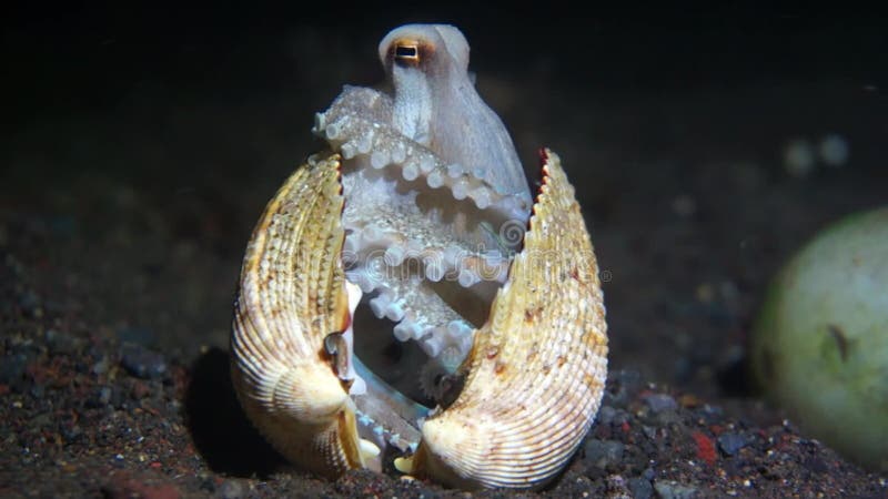 Coconut Octopus Amphioctopus Marginatus Carrying Shell in the Night ...