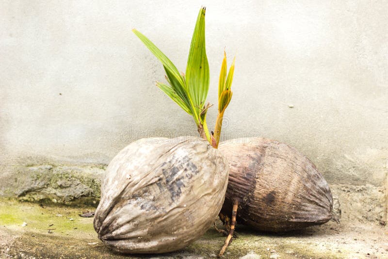 Growing Coconuts with Seedlings. Stock Photo - Image of perfume ...