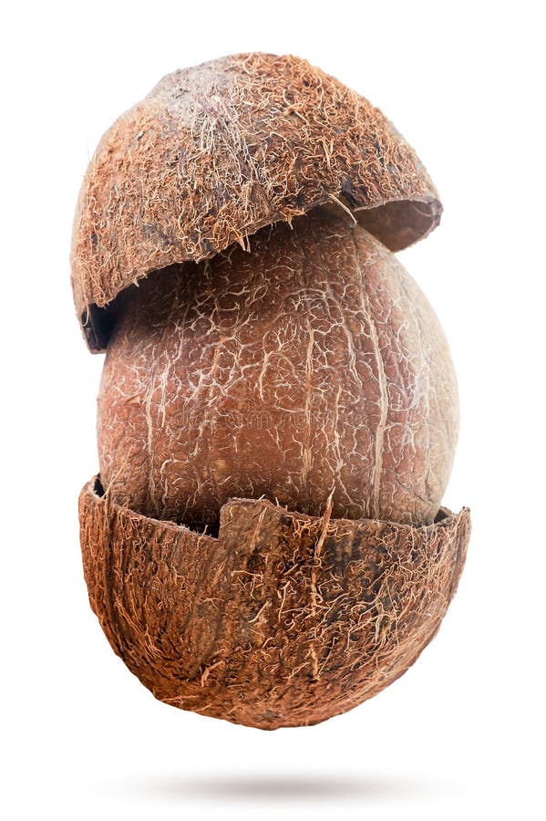 Coconut open stock image. Image of discover, paradise - 3685917