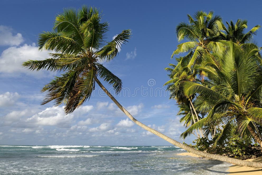 Coconut palm stock photo. Image of coconut, swim, tropic - 17744712
