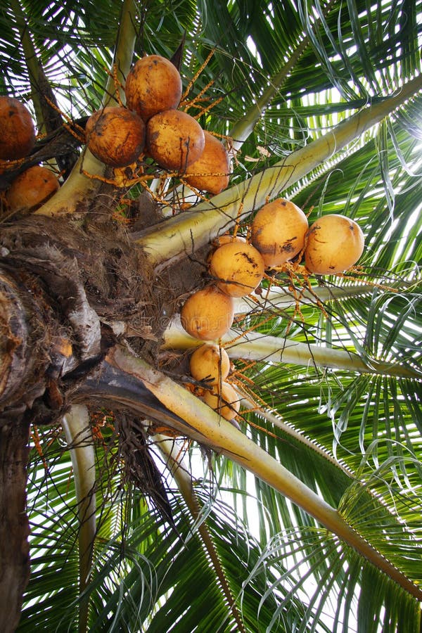 Coconut Palm Tree and Ocean Stock Photo - Image of blue, coconuts: 14312722