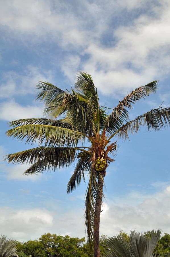 Coconut palm stock image. Image of florida, coconut, keys - 21043693